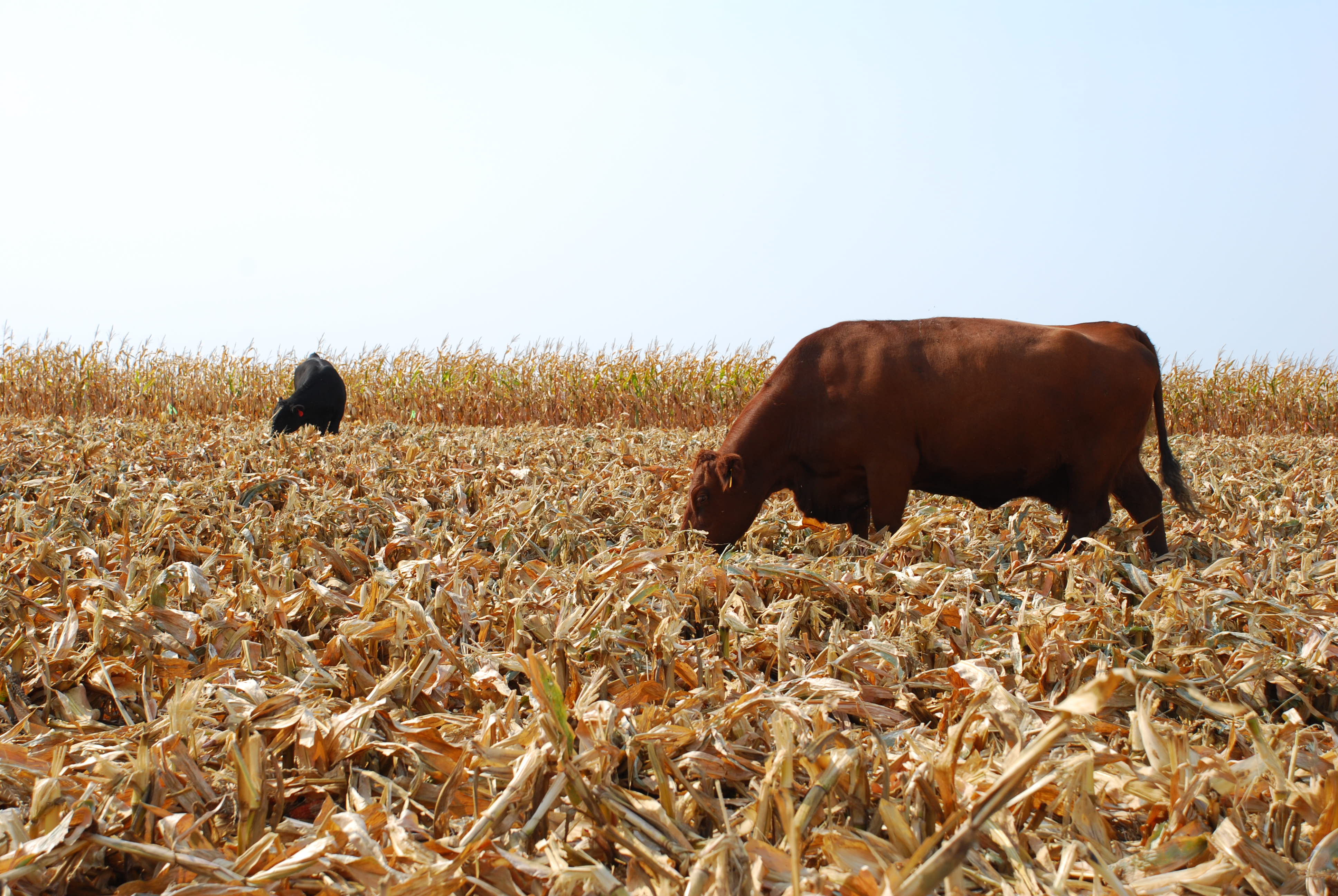 Corn Stalk Quality After Weathering | Kansas Forage and Grassland Council