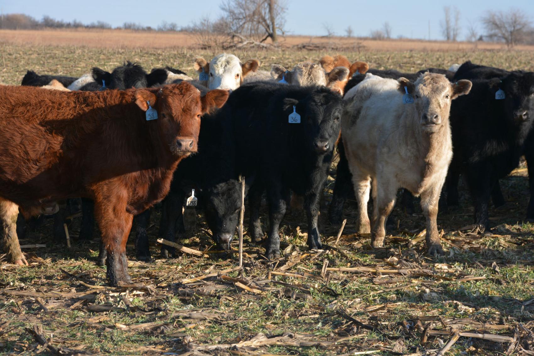 Grazing cover crops | Kansas Forage and Grassland Council