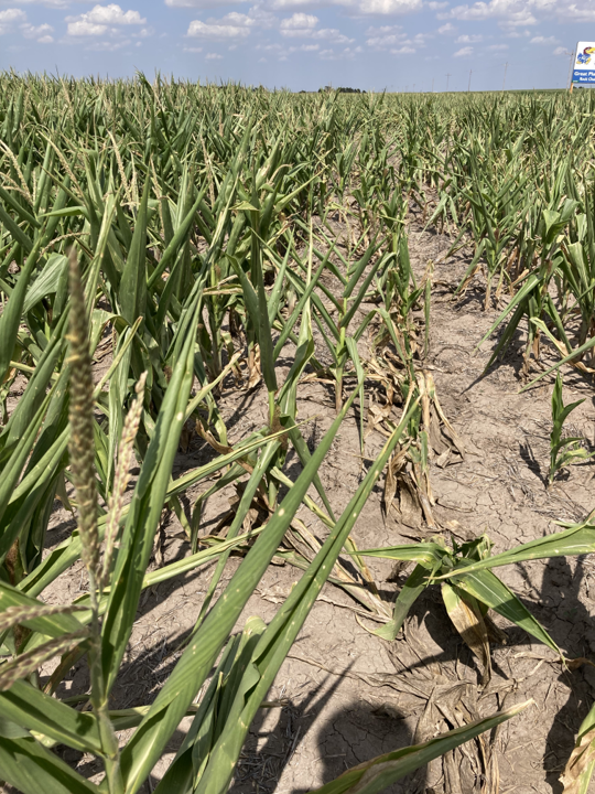 Test to prevent nitrate and prussic acid poisoning | Kansas Forage and ...