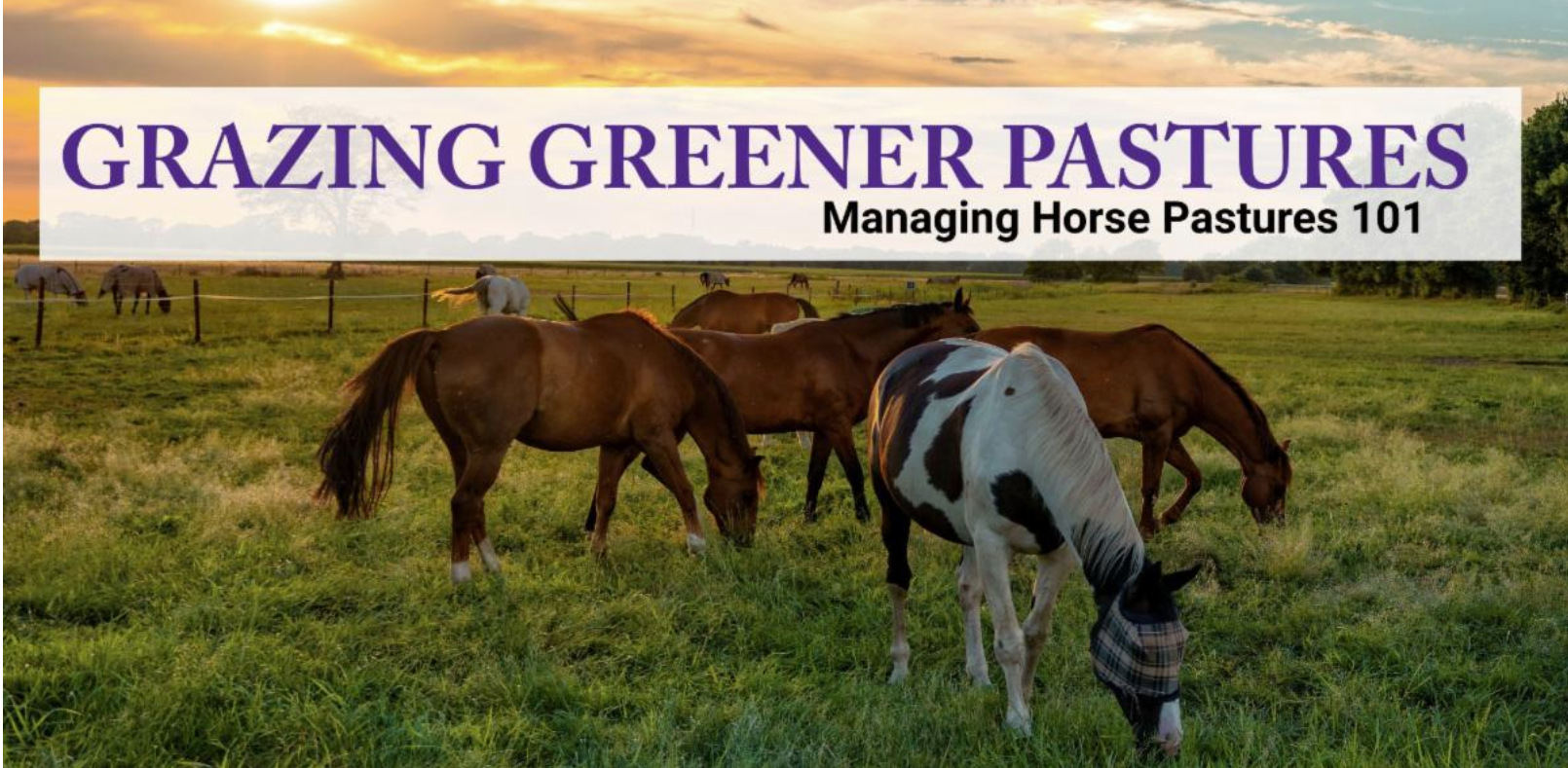 Grazing and Greener Pastures: Managing Horse Pastures 101 | Kansas ...